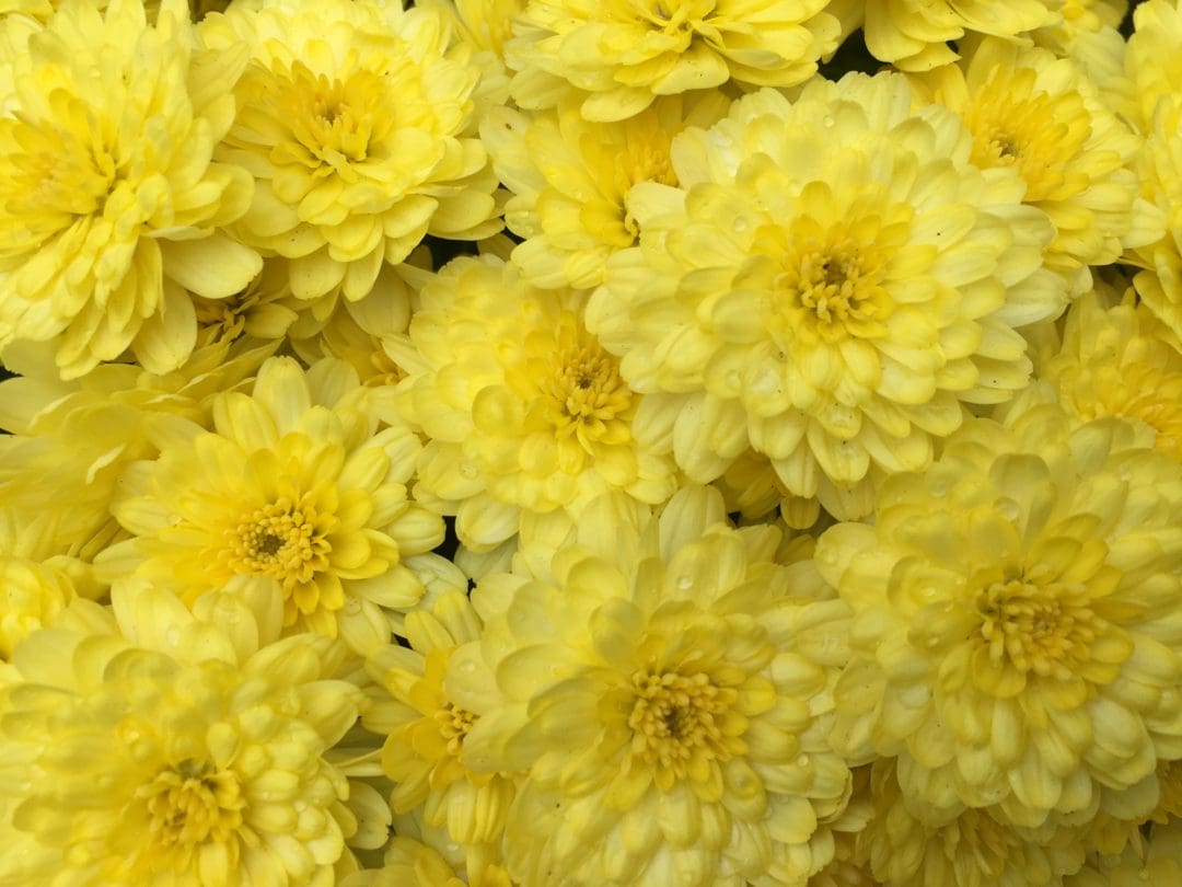 Yellow Mum - Pahl's Market - Apple Valley, MN