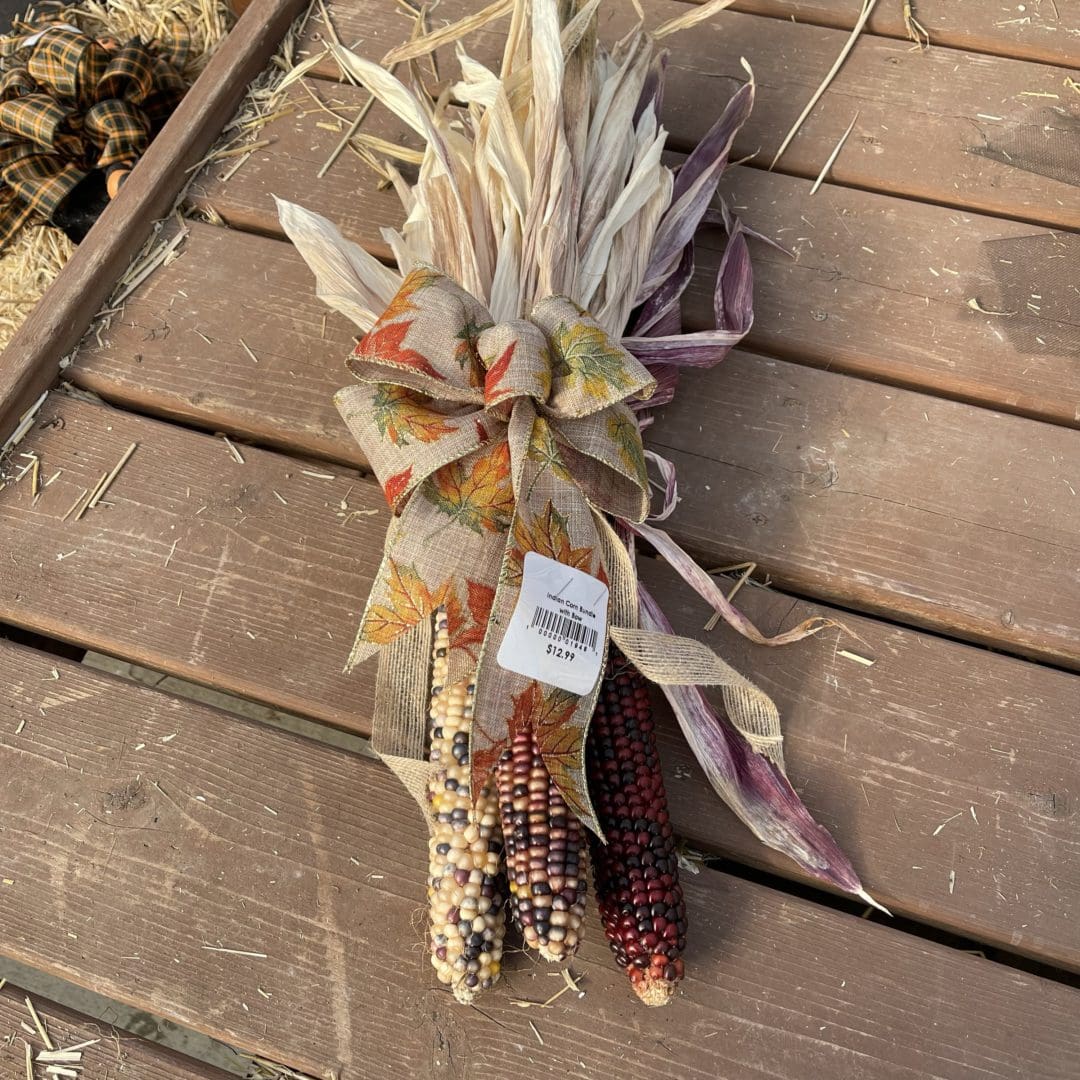 Indian Corn Bundle with Bow - Pahl's Market - Apple Valley, MN