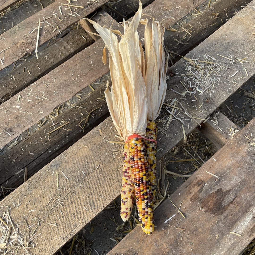 INDIAN CORN MINI BUNDLE - Pahl's Market - Apple Valley, MN