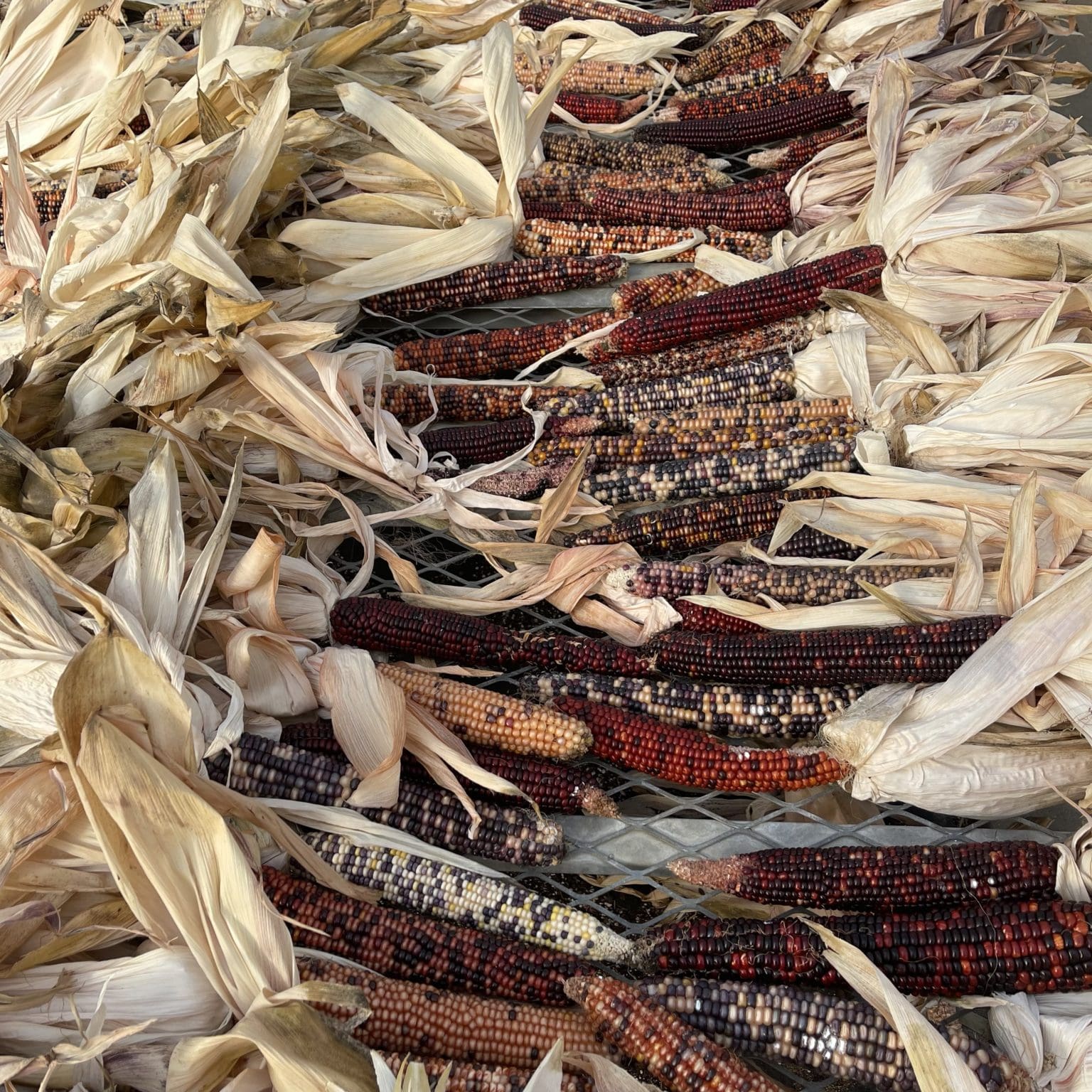 CORN SHOCKS - Pahl's Market - Apple Valley, MN