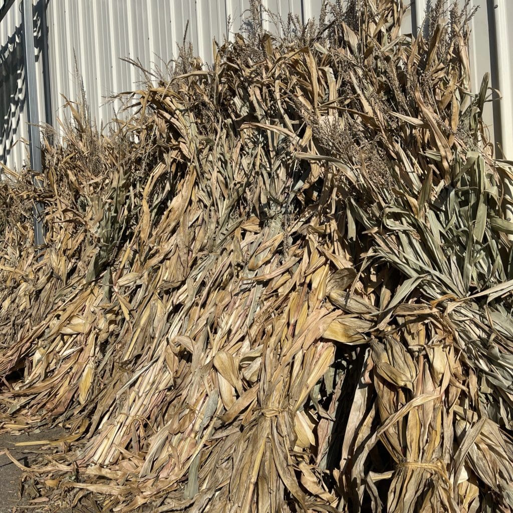 CORN SHOCKS - Pahl's Market - Apple Valley, MN