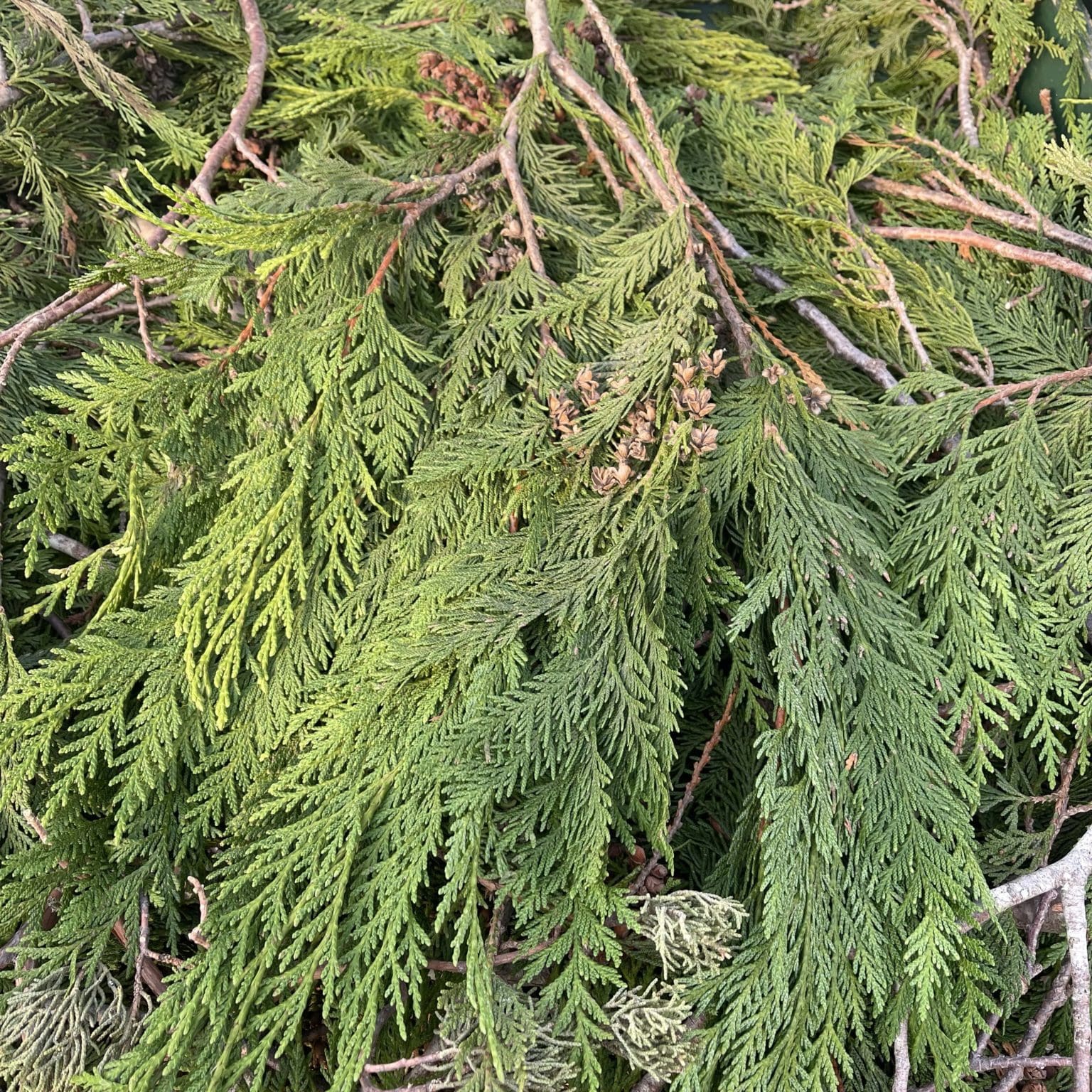CONED CEDAR PER LB - Pahl's Market - Apple Valley, MN