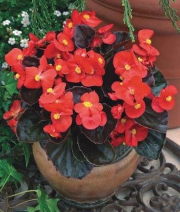 Bada Boom Scarlet Begonia (Bronze Leaf) - Pahl's Market - Apple Valley, MN