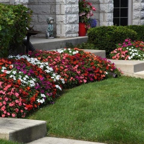 Beacon Formula Mix Impatiens - Pahl's Market - Apple Valley, MN