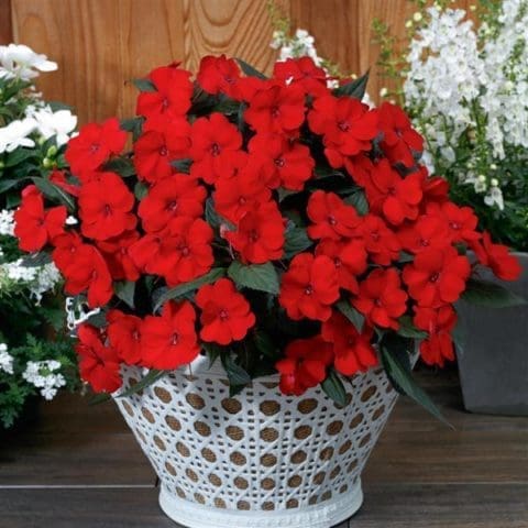 SunPatiens Compact Deep Red - Pahl's Market - Apple Valley, MN