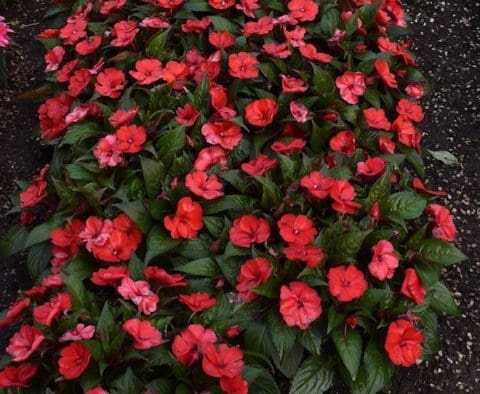 SunPatiens Compact Deep Red - Pahl's Market - Apple Valley, MN
