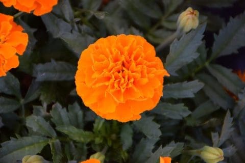 Hot Pak Orange French Marigold - Pahl's Market - Apple Valley, MN