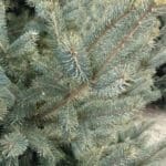 Skinny Blue Genes Spruce - Pahl's Market - Apple Valley, MN