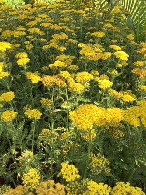 Desert Eve Yellow Yarrow - Pahl's Market - Apple Valley, MN