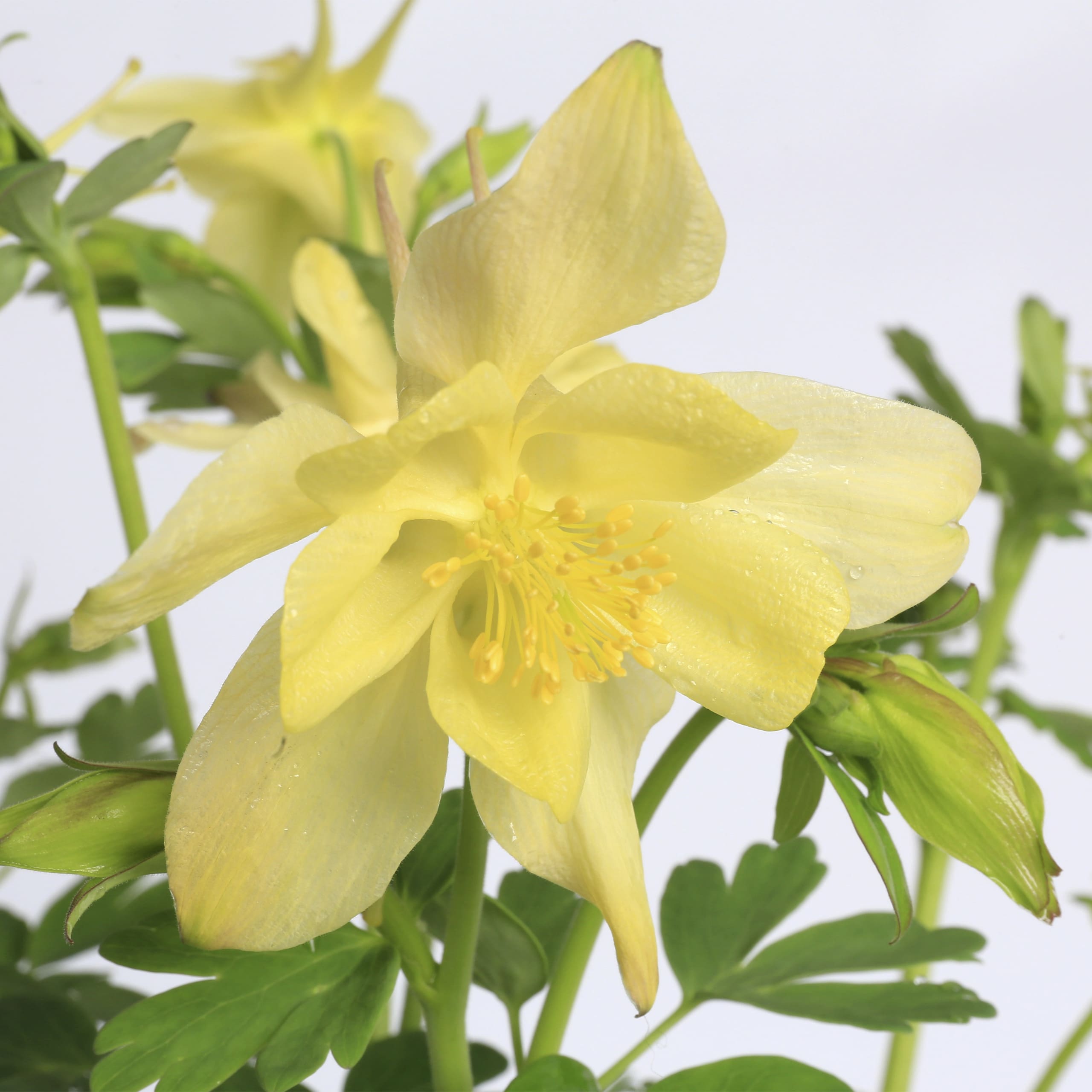 Earlybird Yellow Columbine - Pahl's Market - Apple Valley, MN