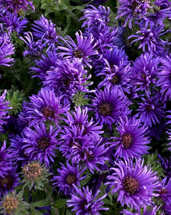 Grape Crush New England Aster - Pahl's Market - Apple Valley, MN
