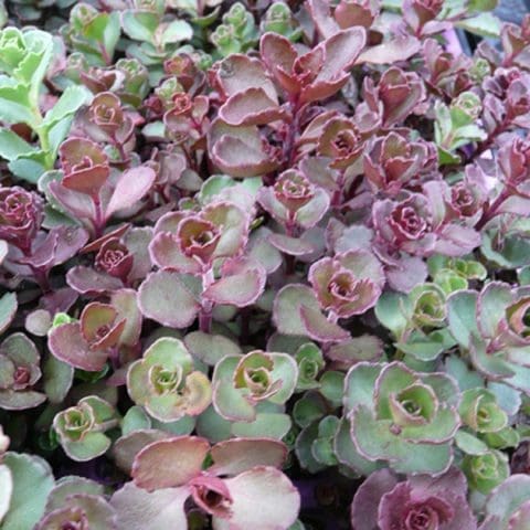 Voodoo Sedum - Pahl's Market - Apple Valley, MN