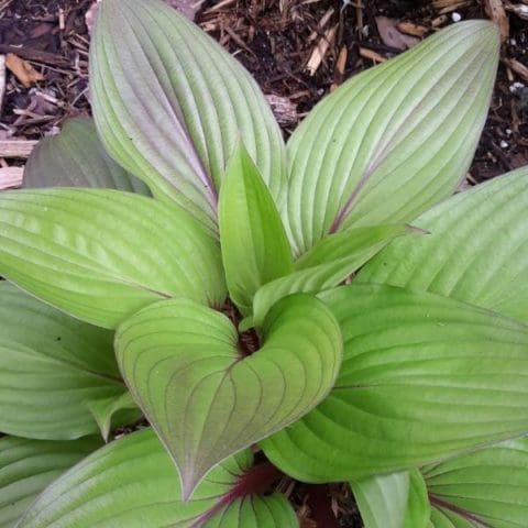 First Blush Hosta - Pahl's Market - Apple Valley, MN