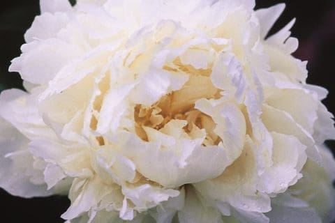 Bowl of Cream Peony - Pahl's Market - Apple Valley, MN