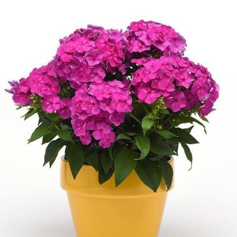 Super Ka-Pow Lavender Medium Garden Phlox - Pahl's Market