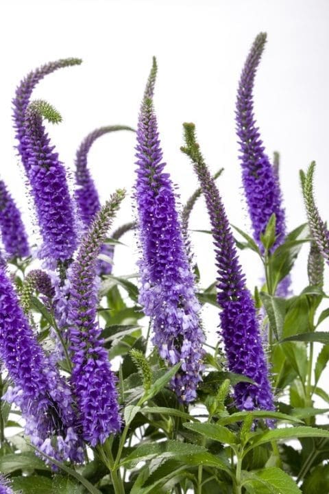 Vernique Shining Seas Speedwell - Pahl's Market - Apple Valley, MN