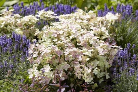 Early Evolution Hydrangea - Pahl's Market - Apple Valley, MN