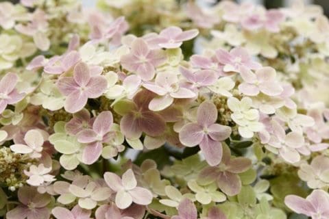 Early Evolution Hydrangea - Pahl's Market - Apple Valley, MN