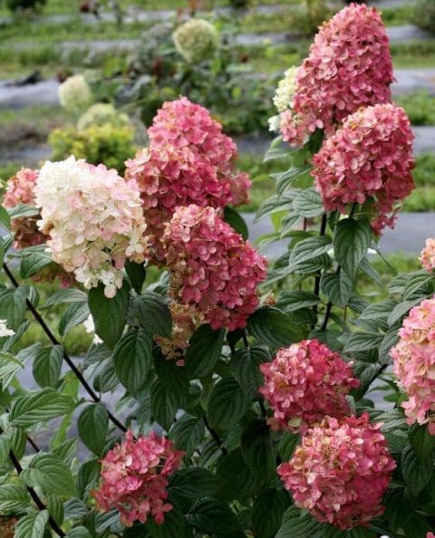 Fire Light Hydrangea - Tree Form - Pahl's Market - Apple Valley, MN