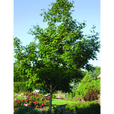 Maple - Shop Pahl's Online