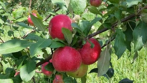 Zestar! Apples - Pahl's Market - Apple Valley, MN