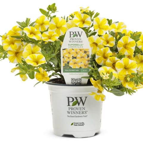 Superbells Lemon Slice Calibrachoa - Pahl's Market - Apple Valley, MN