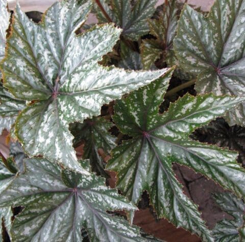 Rex Gryphon Begonia - Pahl's Market - Apple Valley, MN