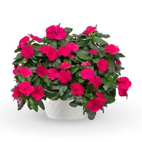 Cora Cascade Punch Vinca - Pahl's Market - Apple Valley, MN