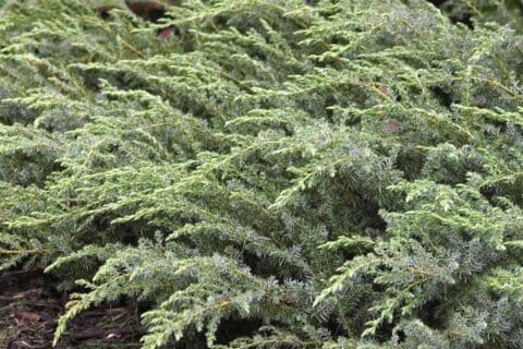 Blueberry Delight Juniper - Pahl's Market - Apple Valley, MN