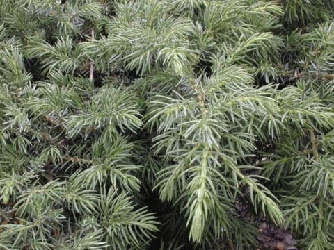 Blueberry Delight Juniper - Pahl's Market - Apple Valley, MN