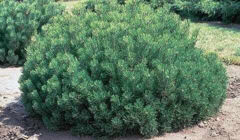 Dwarf Scotch Pine - Pahl's Market - Apple Valley, MN