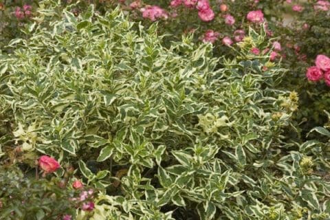 Cool Splash Dwarf Bush Honeysuckle - Pahl's Market - Apple Valley, MN