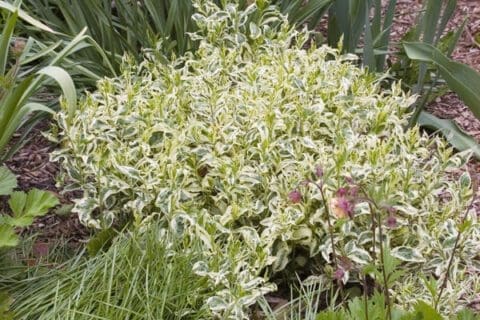 Cool Splash Dwarf Bush Honeysuckle - Pahl's Market - Apple Valley, MN