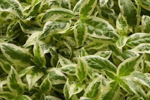 Cool Splash Dwarf Bush Honeysuckle - Pahl's Market - Apple Valley, MN