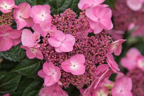 Endless Summer Pop Star Reblooming Hydrangea - Apple Valley, MN
