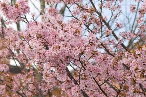 Spring Wonder Sargent Cherry - Pahl's Market - Apple Valley, MN