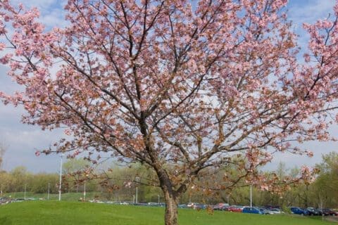 Spring Wonder Sargent Cherry - Pahl's Market - Apple Valley, MN