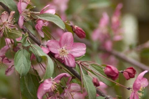 Ruby Tears Crabapple - Pahl's Market - Apple Valley, MN