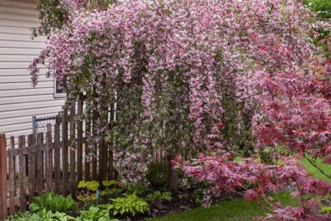 Ruby Tears Crabapple - Pahl's Market - Apple Valley, MN