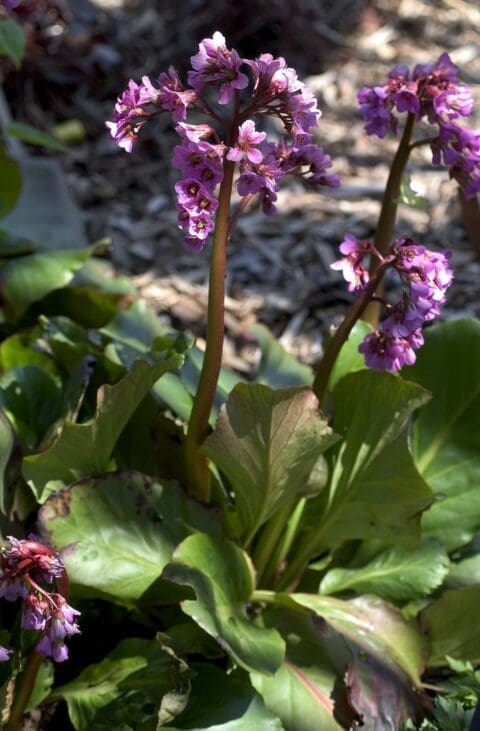 Red Beauty Bergenia - Pahl's Market - Apple Valley, MN