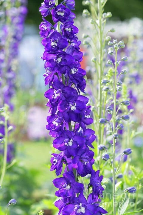 Aurora Deep Purple Delphinium - Pahl's Market - Apple Valley, MN