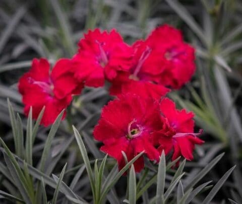 Vivid Cherry Charm Dianthus - Pahl's Market - Apple Valley, MN