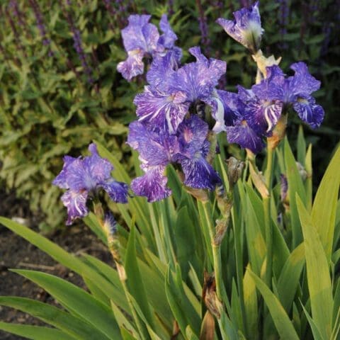Batik Tall Bearded Iris - Pahl's Market - Apple Valley, MN