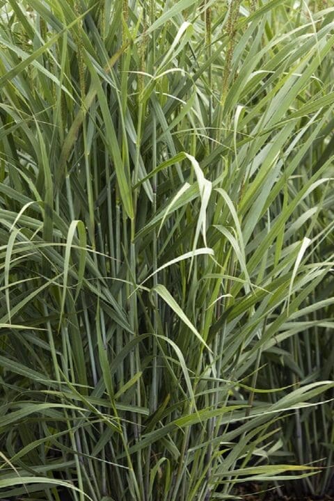 Prairie Dog Switch Grass - Pahl's Market - Apple Valley, MN