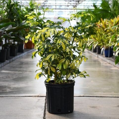 Variegated Umbrella Plant - Pahl's Market - Apple Valley, MN