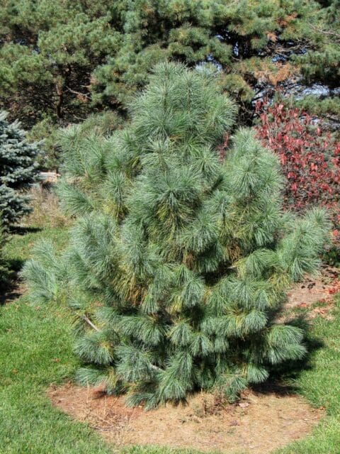 Domingo Pine - Pahl's Market - Apple Valley, MN