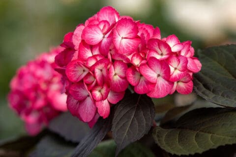 Eclipse Bigleaf Hydrangea - Pahl's Market - Apple Valley, MN