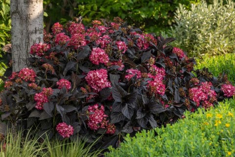 Eclipse Bigleaf Hydrangea - Pahl's Market - Apple Valley, MN