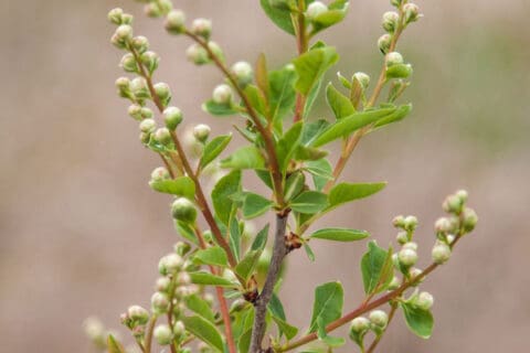 Lotus Moon Pearlbush - Pahl's Market - Apple Valley, MN
