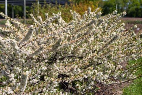 Jade Parade Sand Cherry - Pahl's Market - Apple Valley, MN